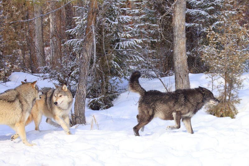 Wolves hunting elk stock image. Image of carnivore, coats - 84197601
