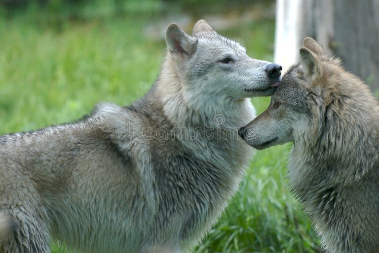 Wolves interacting stock photo. Image of wildlife, caring - 2318652