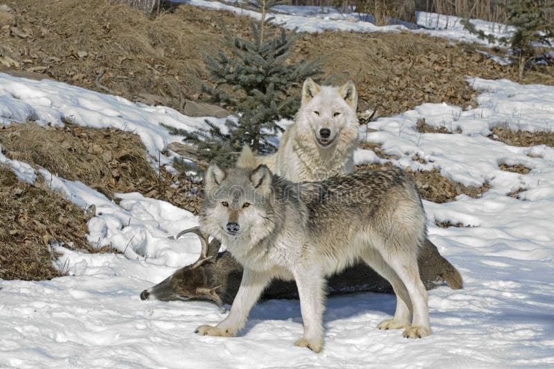 Wolves on Kill in Northern Minnesota Stock Image - Image of timber ...