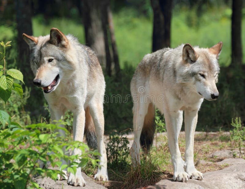 Wolves stock image. Image of wolves, wildlife, summer - 47260387