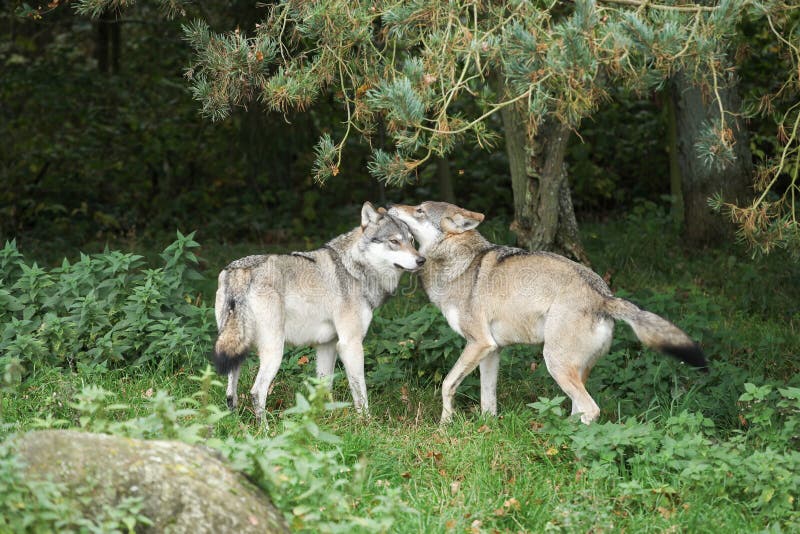 Wolves in the nature stock photo. Image of gray, wilderness - 157228334