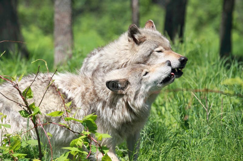 Wolves cuddling stock photo. Image of polar, animal, portrait - 51495762