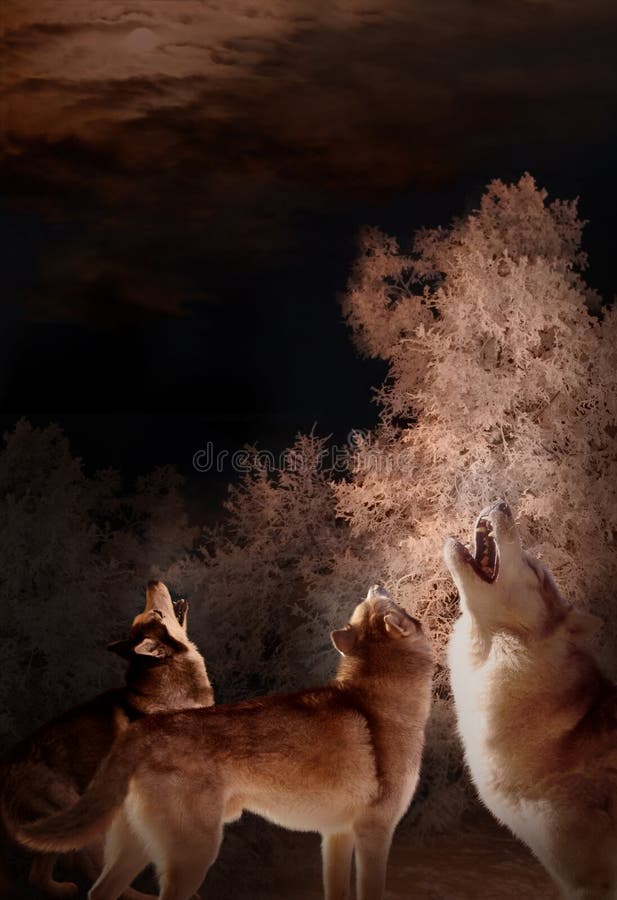 Three Wolves And A Moon In The Clouds Stock Image - Image of angry ...