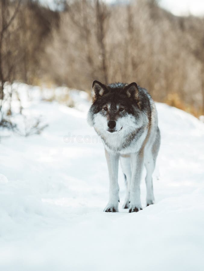 The wolves of the North stock image. Image of animal - 140496063