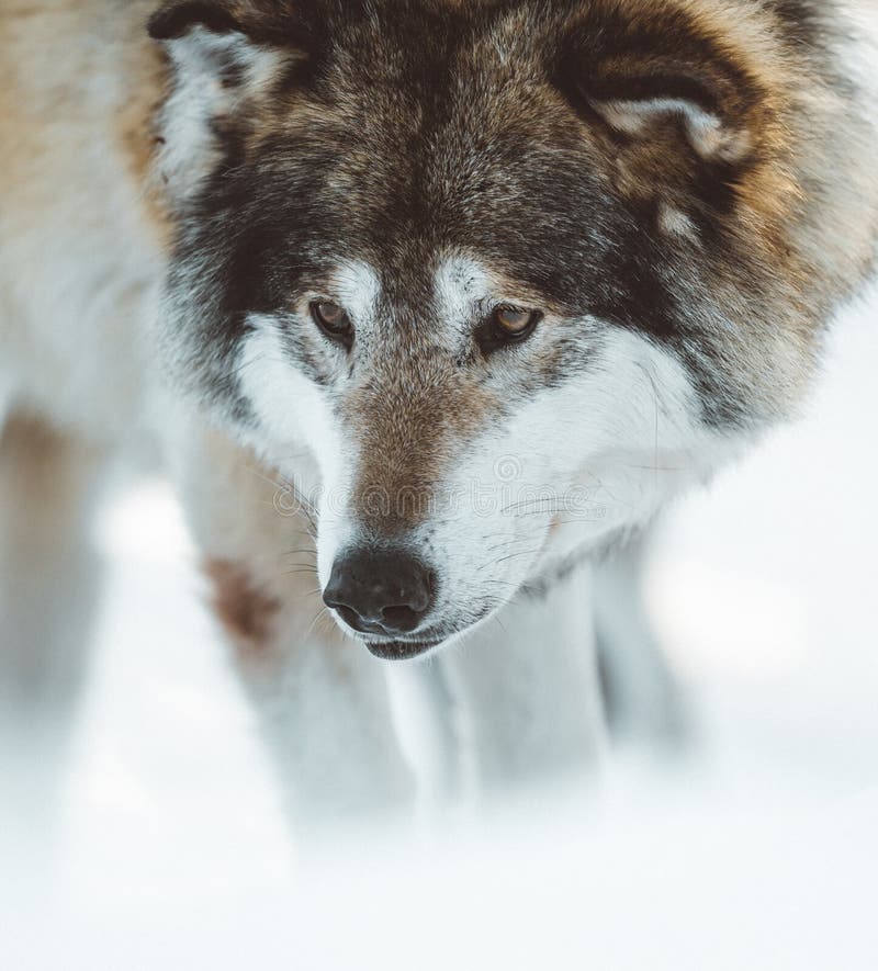 The wolves of the North stock image. Image of animal - 140496101