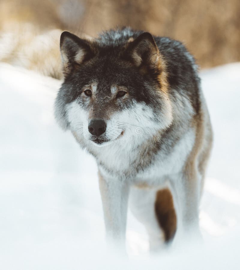 The wolves of the North stock photo. Image of scandinavia - 140496232