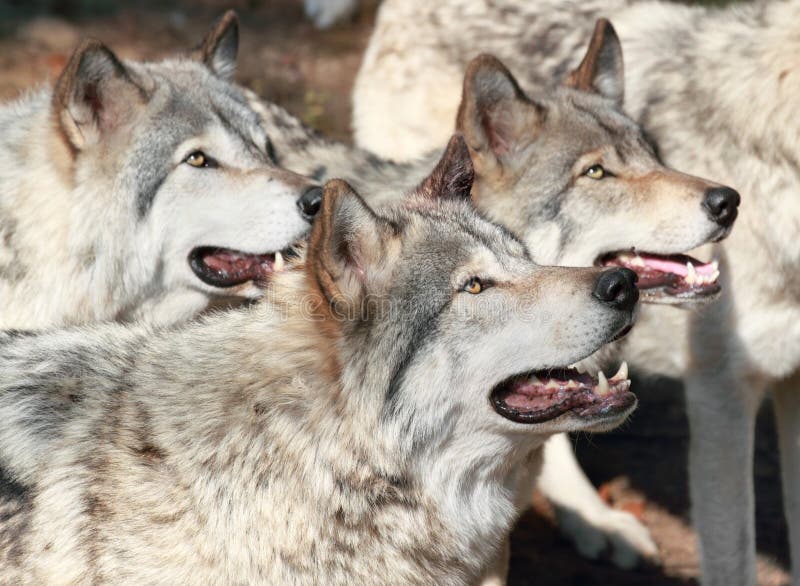 Two wolves watching. stock image. Image of watching, alert - 31974705