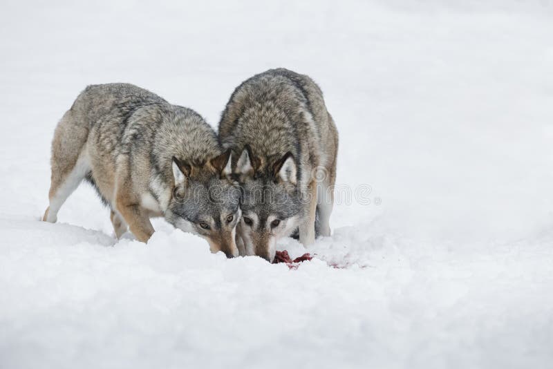 Wolves stock photo. Image of meat, powerful, lupus, canine - 50689646