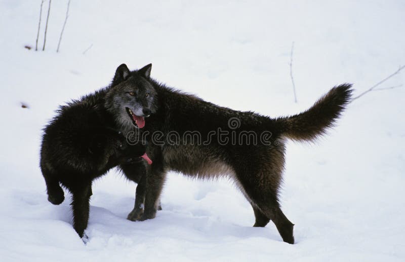 Timber Wolves stock image. Image of november, timberwolve - 1983901
