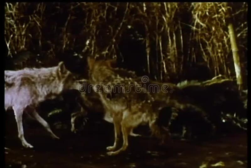 Wolves Play Fighting in Jungle Stock Footage - Video of color, real ...
