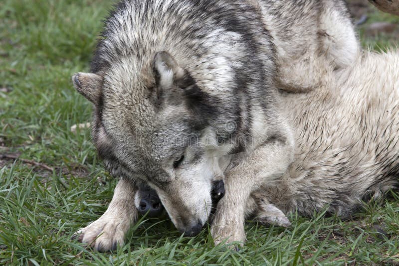 Wolves Playfully Fighting stock image. Image of wolf - 97322659