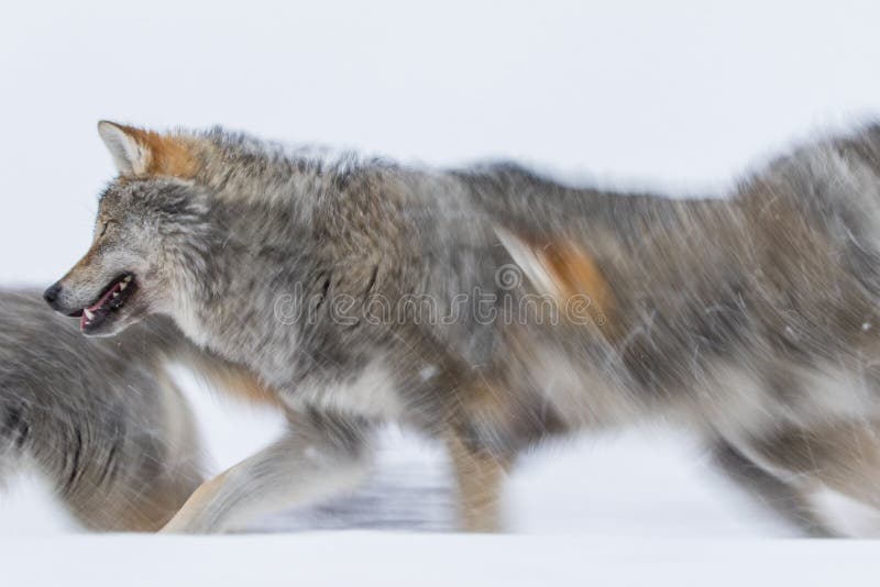 Wolves cuddling stock photo. Image of cuddling, wolves - 51495708