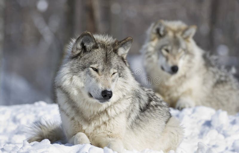 Wolves resting stock photo. Image of outdoor, wolves - 52211344