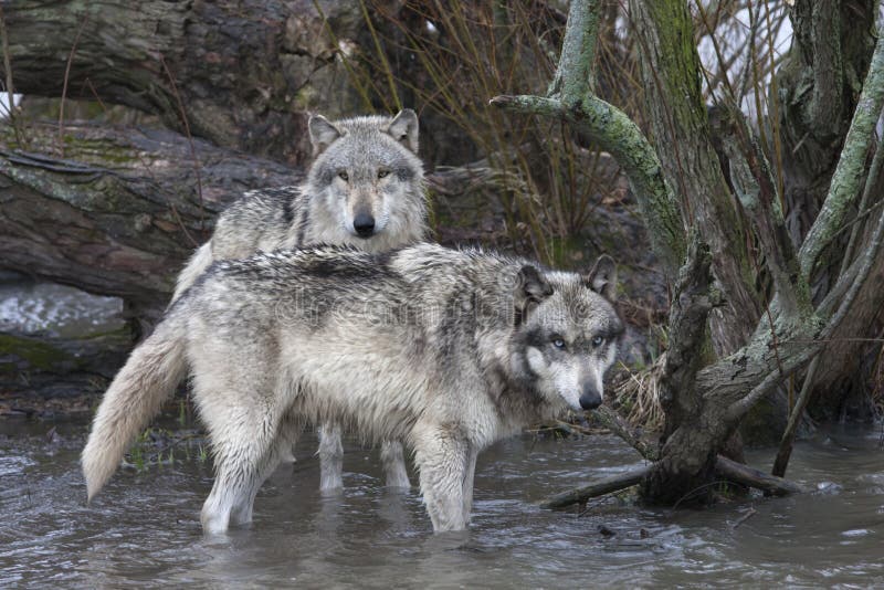 Wolves stock photo. Image of beauty, waiting, honour, animal - 9960318