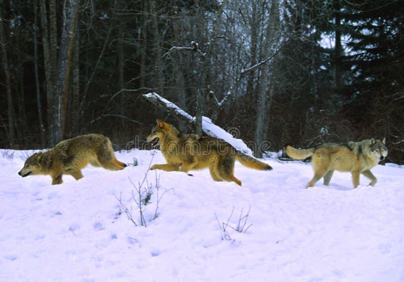 Wolves Running in Snow stock photo. Image of canine, wildlife - 11229328