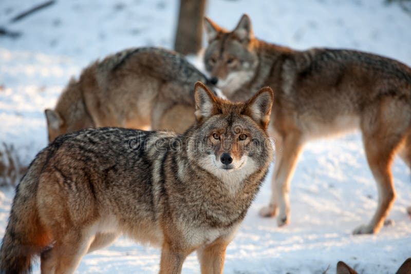 A Pack of wolves stock photo. Image of north, wolf, leader - 65972570