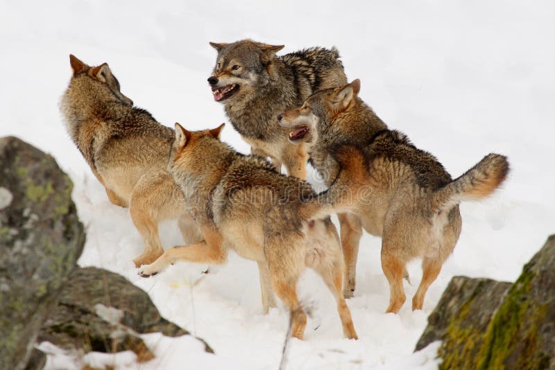 A Pack of wolves stock photo. Image of north, wolf, leader - 65972570