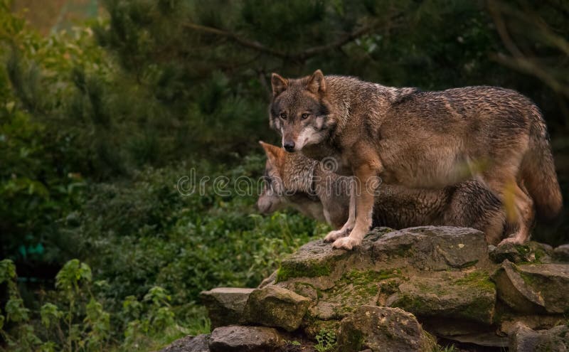 Rock of the wolves stock photo. Image of ecosystem, cobquecura - 91222584