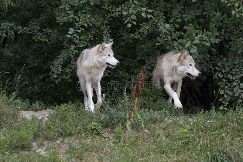 Wolves in summer stock image. Image of green, mammals - 6140467
