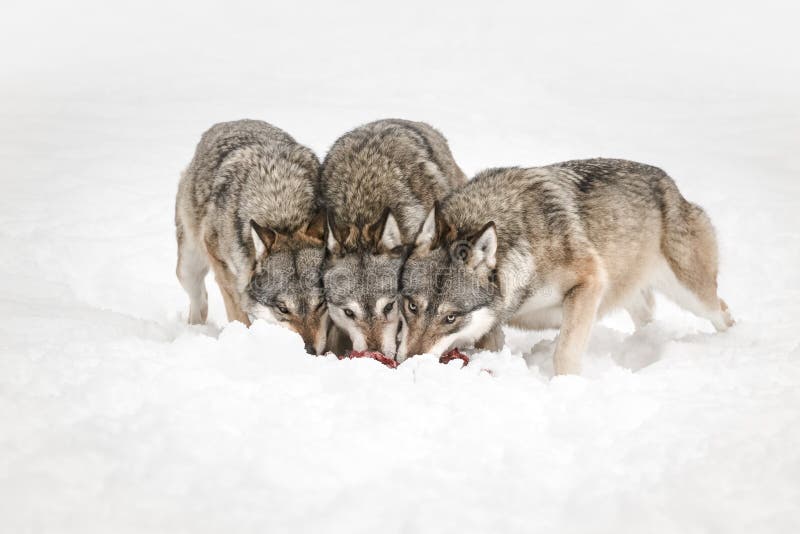 Wolves stock photo. Image of prowl, majestic, danger - 51823050