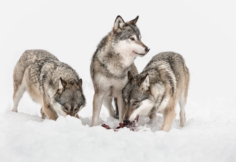 237 Three Wolves Stock Photos - Free & Royalty-Free Stock Photos from ...