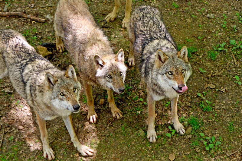 Three wolves stock photo. Image of pack, team, lupus, furry - 9217102
