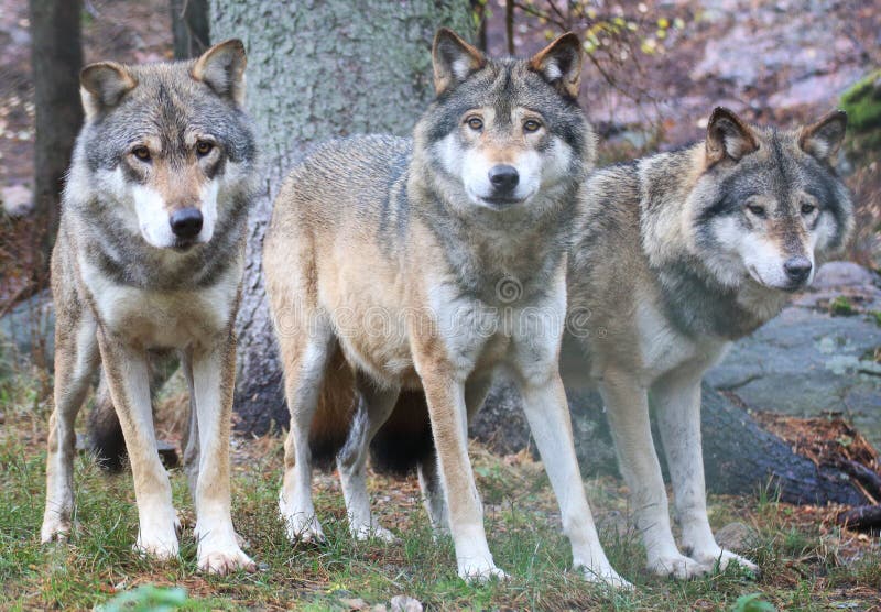 Three Wolves and a Moon in the Clouds Stock Image - Image of gloomy ...