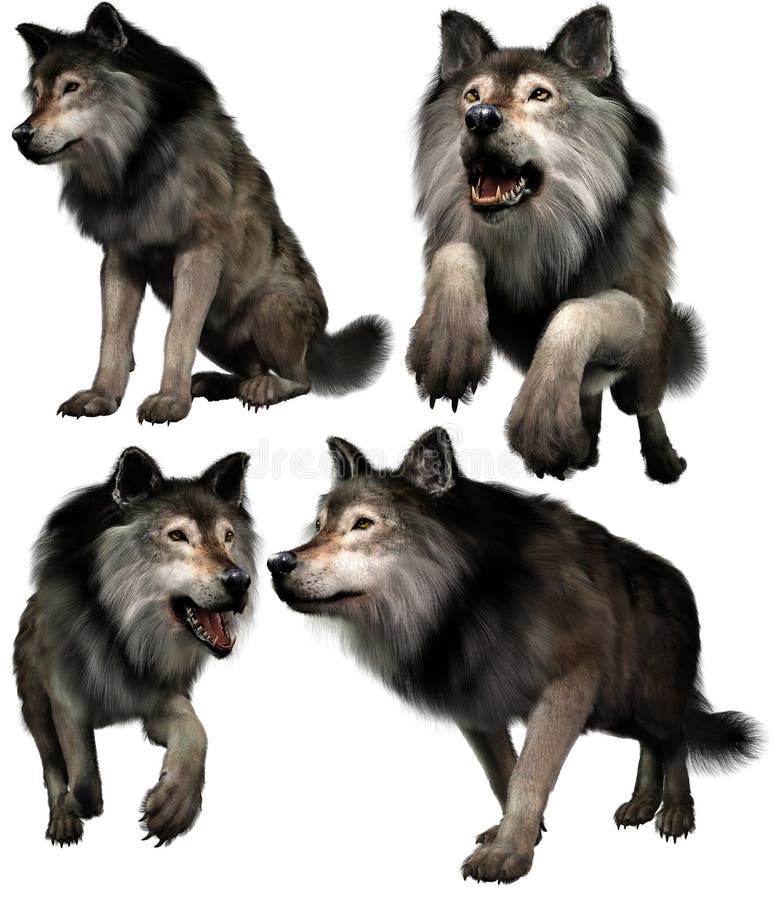 Wolves in Various Poses 3D Renders Stock Illustration - Illustration of ...