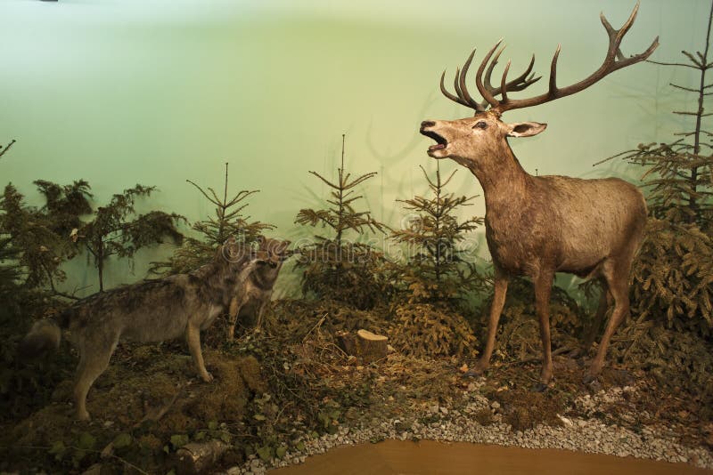 Wolves vs. deer stock photo. Image of wild, tree, wofls - 61304726