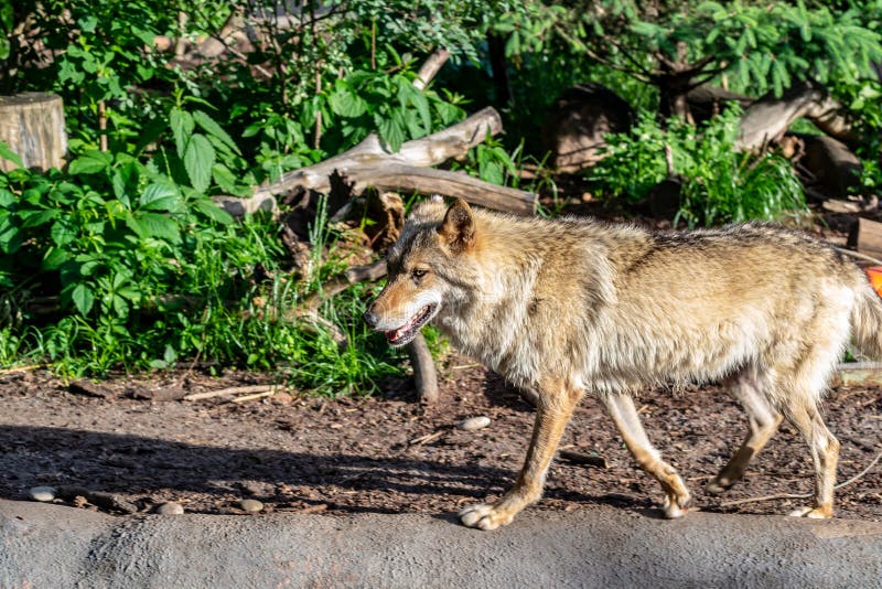 Wolves are Walking in the Zoo Stock Photo - Image of stand, predator ...