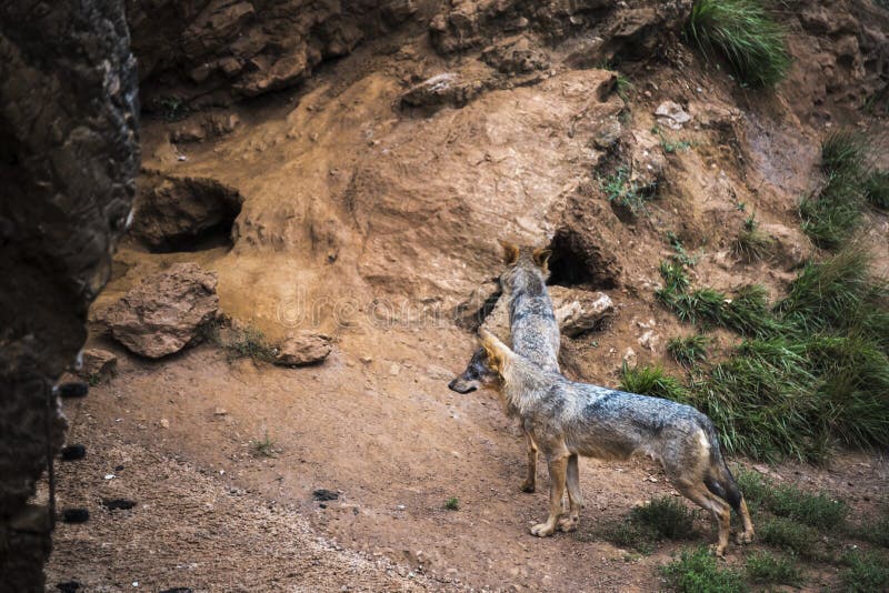 Wolves Watching Over Their Territory Stock Image - Image of animals ...