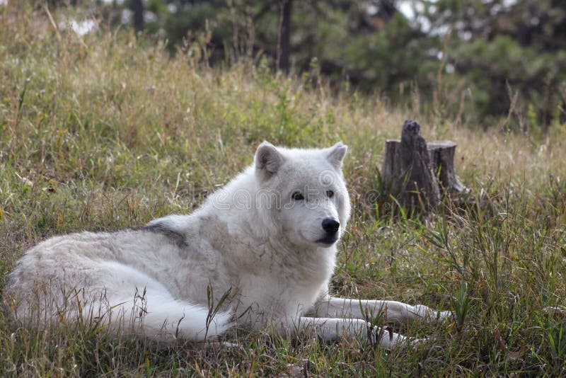 Wolves in the wild stock photo. Image of wolves, wild - 145815106