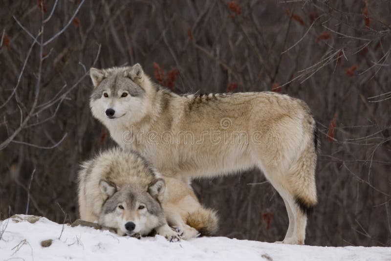 Wolves in Winter stock photo. Image of cold, white, snow - 2398338