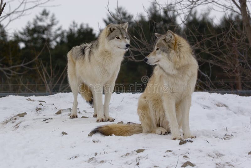 Wolves in Winter stock image. Image of cold, north, montreal - 2398361