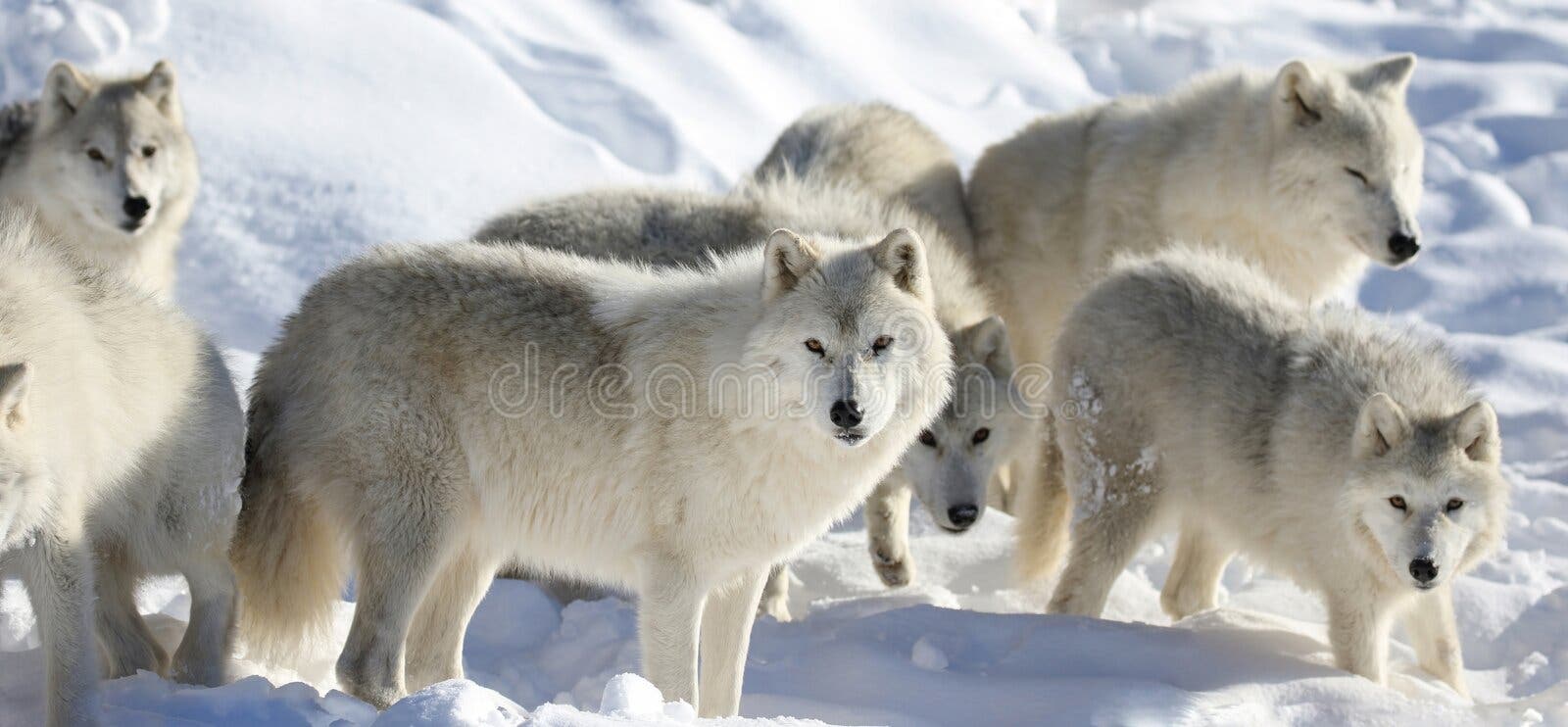 Pack of wolves stock photo. Image of nature, mammal, beauty - 52211356