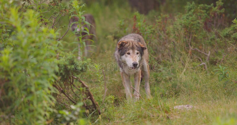 Wolves in a Wolf Pack Standing in the Forest at Summer Time Stock Video ...