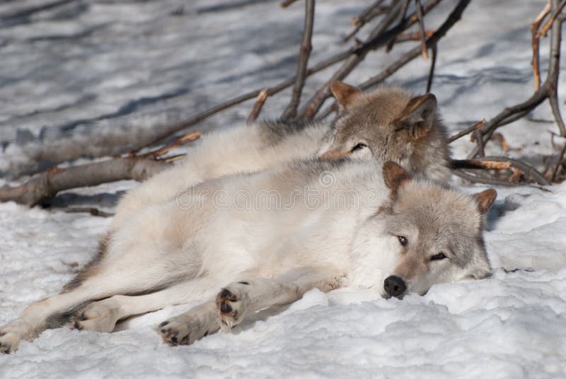 Wolves stock image. Image of wildlife, wolf, grey, sunny - 30627175