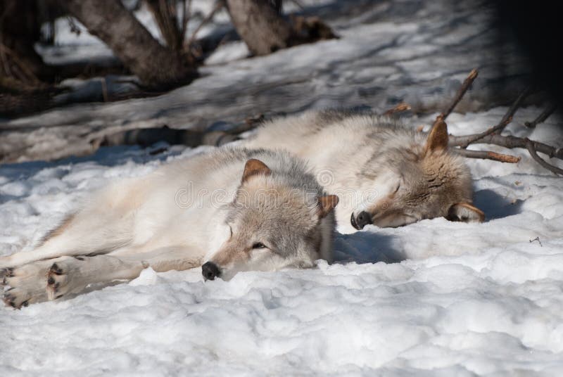 Wolves stock photo. Image of sunny, wild, hunting, wildlife - 30627200