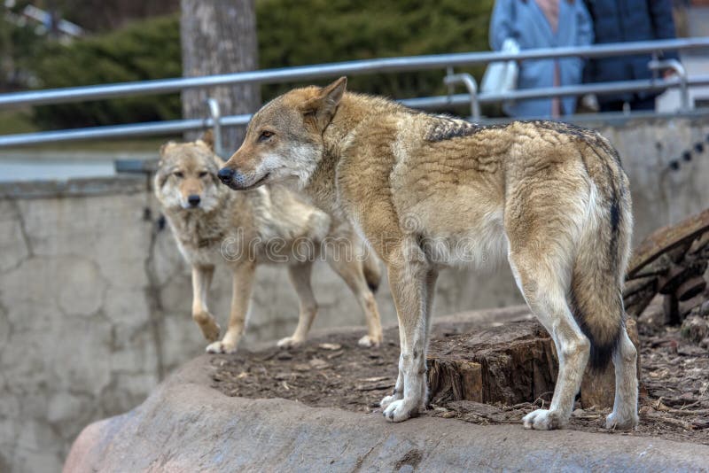 Wolves in the zoo stock photo. Image of endangered, nature - 144341360