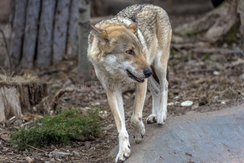Wolves in the zoo stock image. Image of animal, beautiful - 144341809