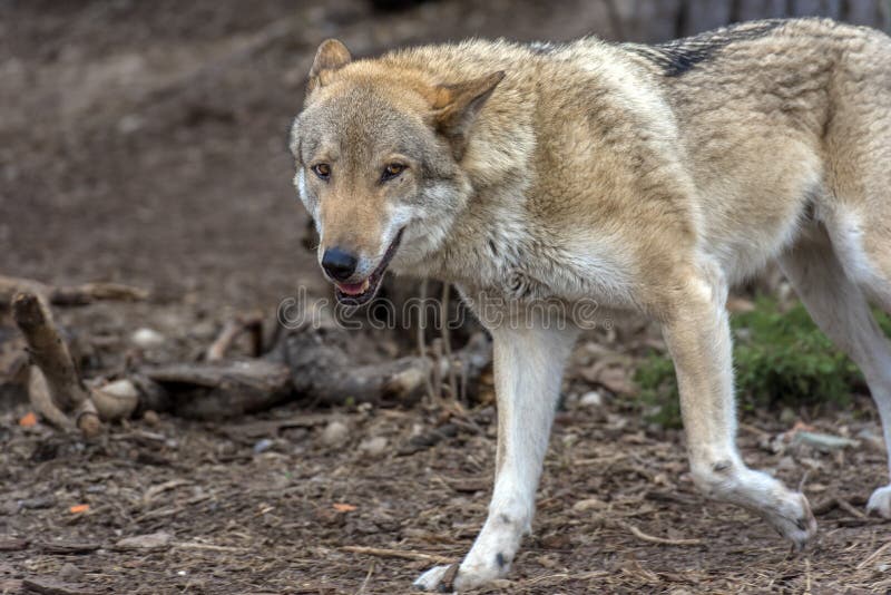 Wolves in the zoo stock image. Image of horizontal, eurasian - 144341997