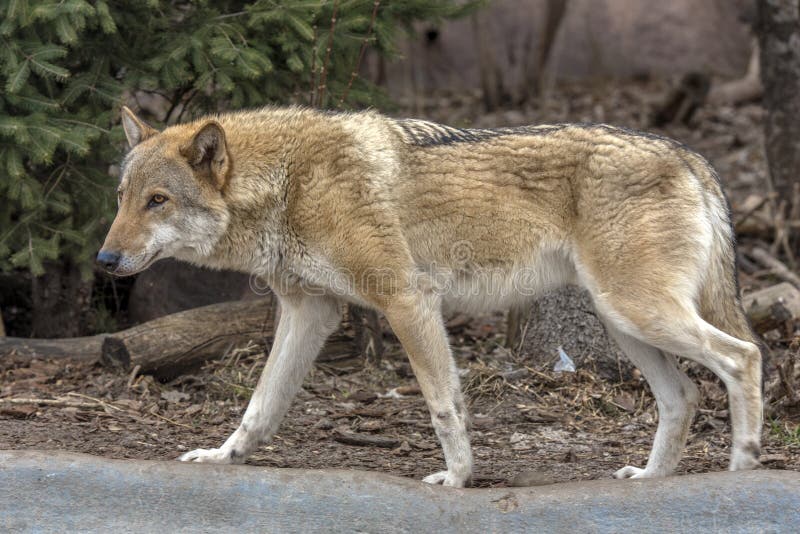 Wolves in the zoo stock photo. Image of eurasian, cold - 144340856