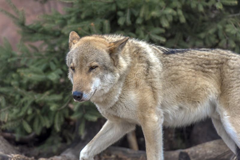 Wolves in the zoo stock image. Image of animal, aggression - 144342087