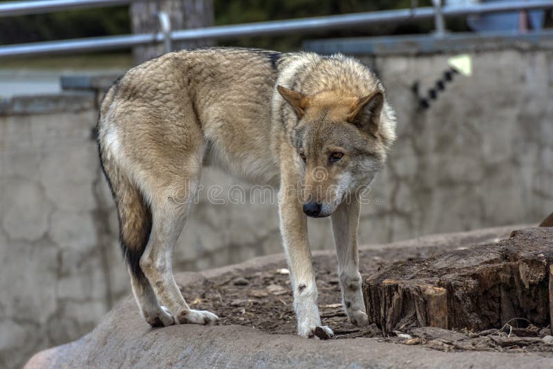 Wolves in the zoo stock image. Image of carnivore, mammal - 144342125
