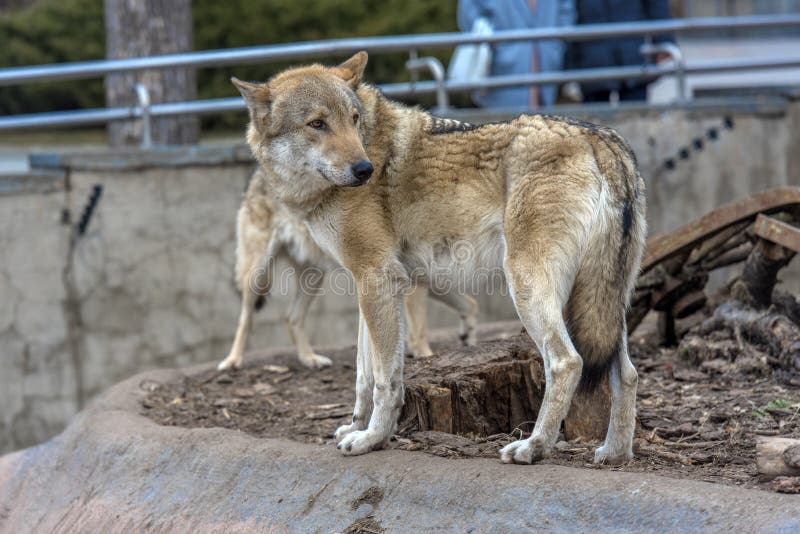 Wolves in the zoo stock photo. Image of canine, forest - 144342162