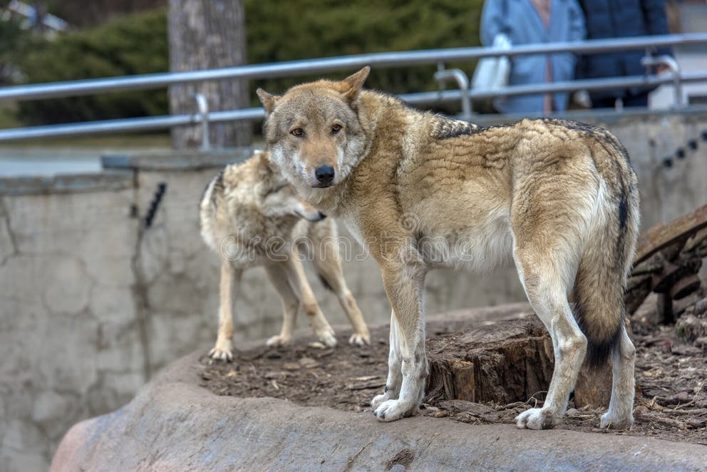 Wolves in the zoo stock image. Image of endangered, eurasian - 144342663