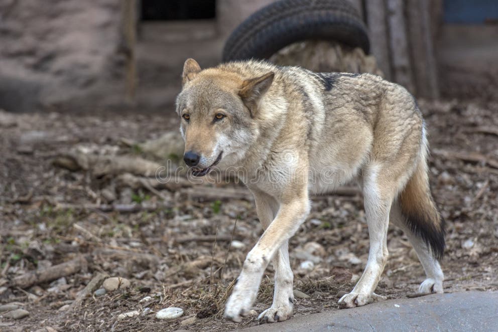 Wolves in the zoo stock image. Image of beautiful, mammal - 144342897