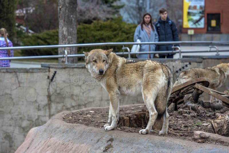 Wolves at the Zoo and Visitors at the Aviary Editorial Stock Photo ...
