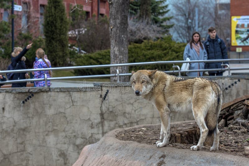 Wolves at the Zoo and Visitors at the Aviary Editorial Stock Image ...