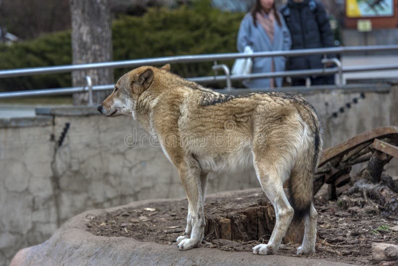 Wolves at the Zoo and Visitors at the Aviary Editorial Stock Image ...